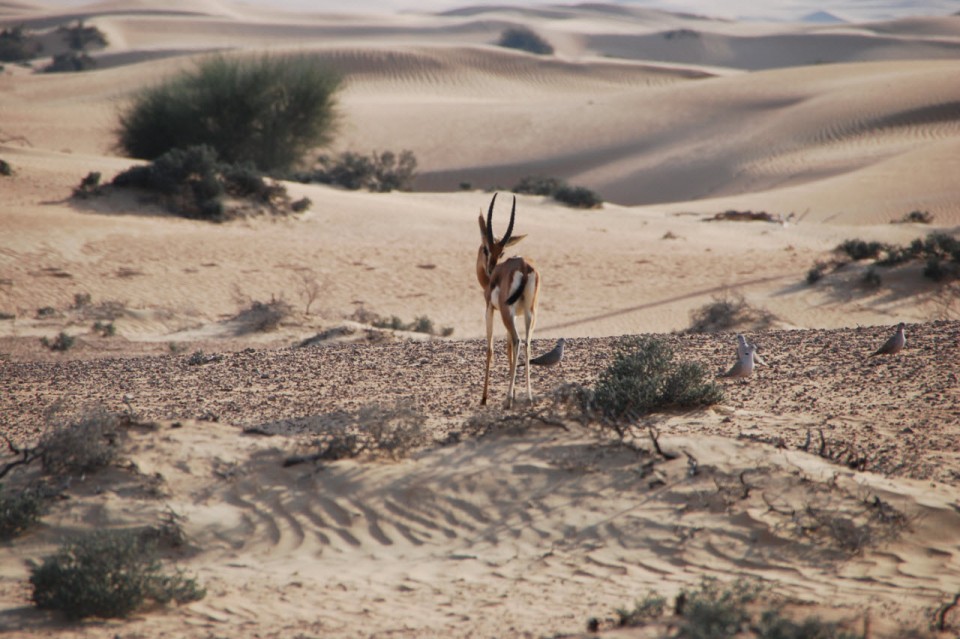 Dubai Desert Conservation Reserve | Inspiration for Travellers
