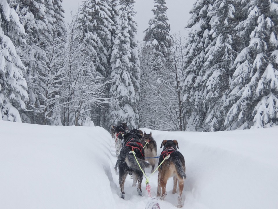 Balade en chiens de traineaux dans les Montagnes du Jura | Inspiration ...